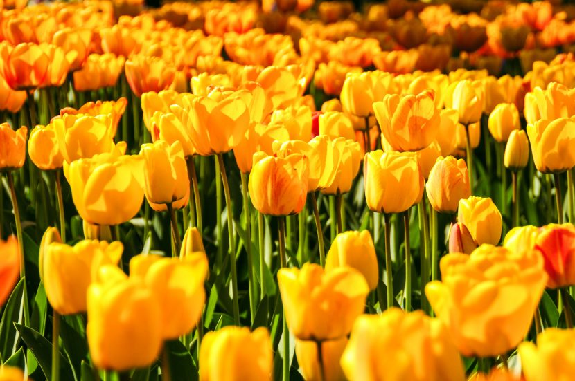 Fakta Sejarah Bunga Tulip Turki – VisitTurki.co.id